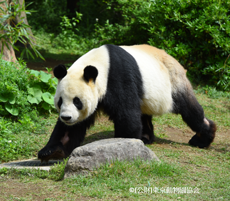Couples and families can also enjoy "Ueno Zoo" - [Official] &Here TOKYO ...